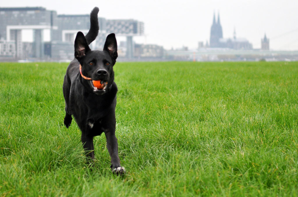 Hund Unter Wasser Creative Commons Bilder Hund Unter Wasser Creative Commons Bilder